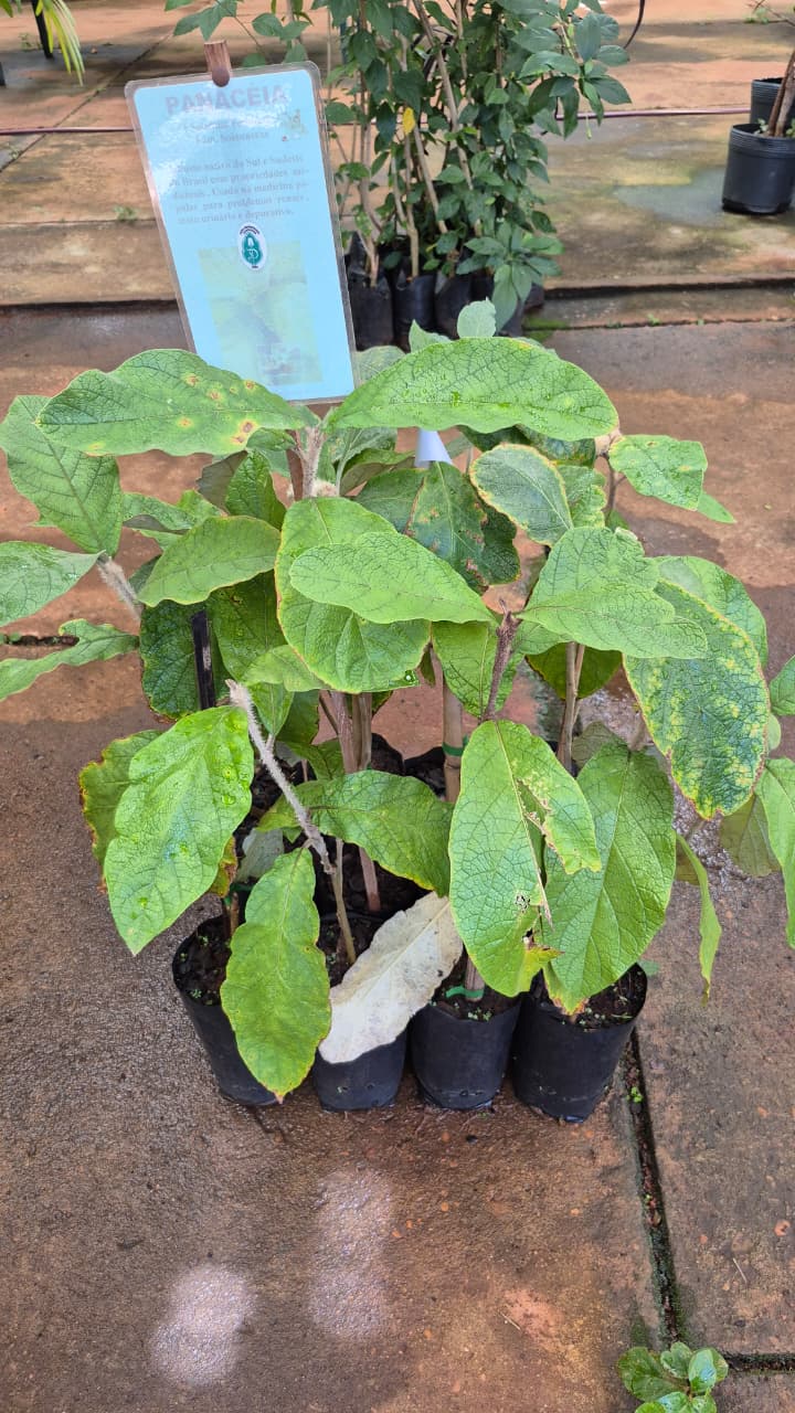 PANACÉIA (Solanum cernuum) - Muda com até 80 cm - Rebrotar Plantas