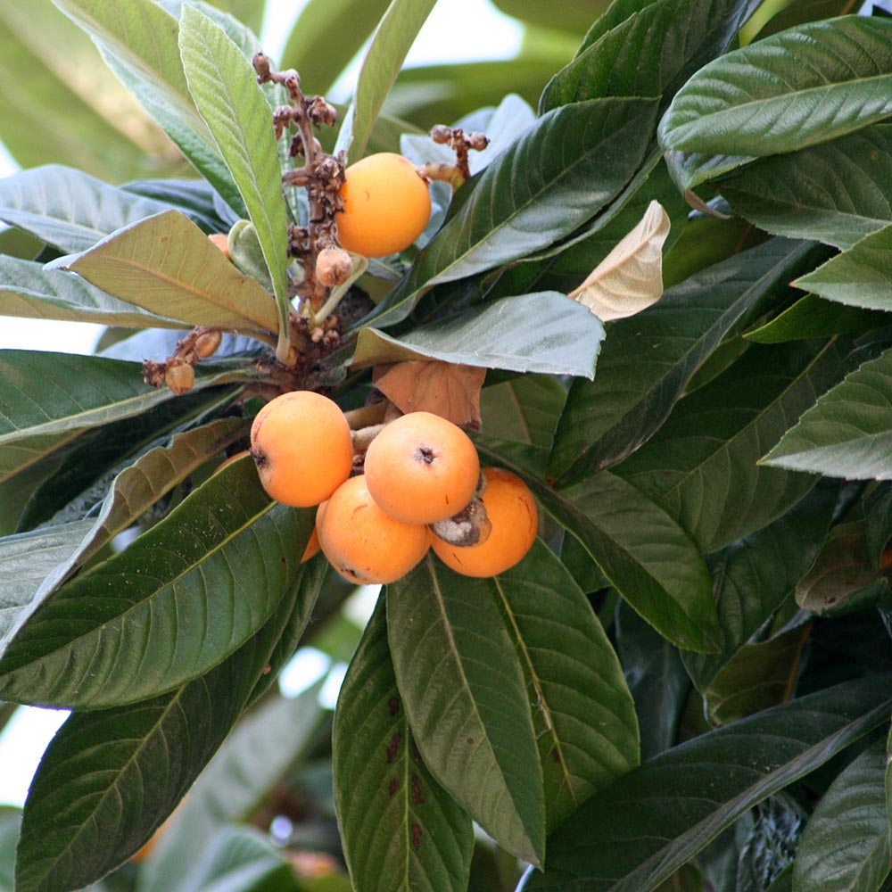 NESPERA GIGANTE FUKUHARA (Eriobotrya japonica) - Muda Enxertada com até ...