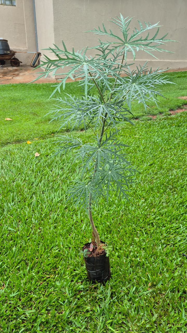 MERTHIOLATE ou CORAL (Jatropha multifida) - Muda com 80 cm a 1 metro ...