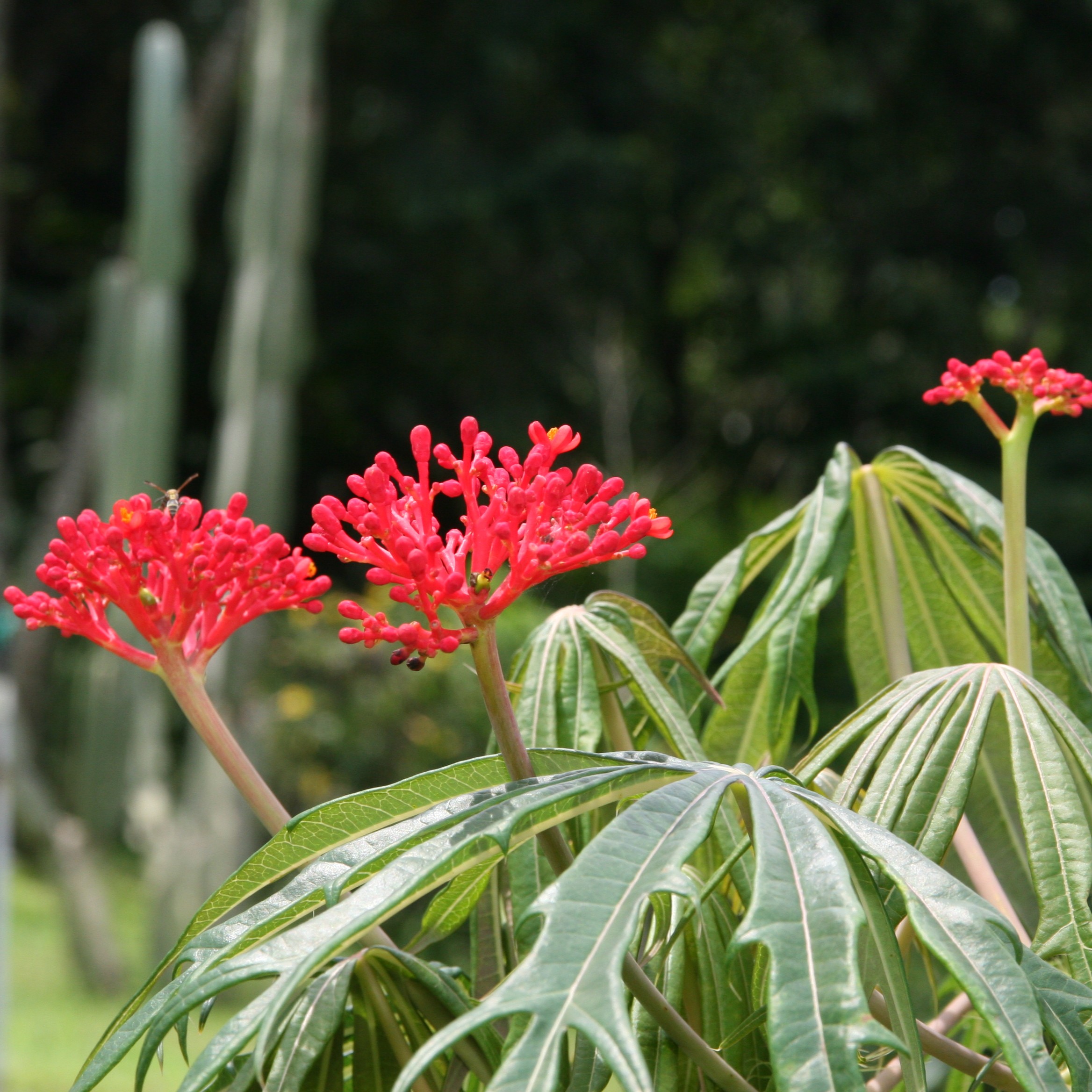 MERTHIOLATE ou CORAL (Jatropha multifida) - Muda com 80 cm a 1 metro ...