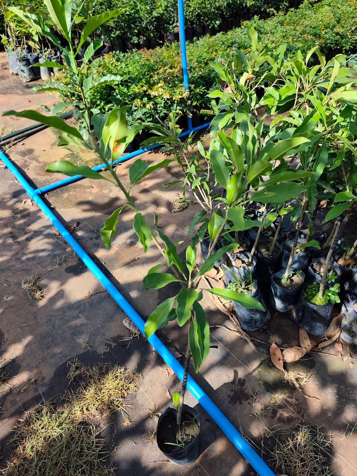 SAPOTI (Manilkara zapota) - Muda Enxertada com até 1 metro - Rebrotar ...