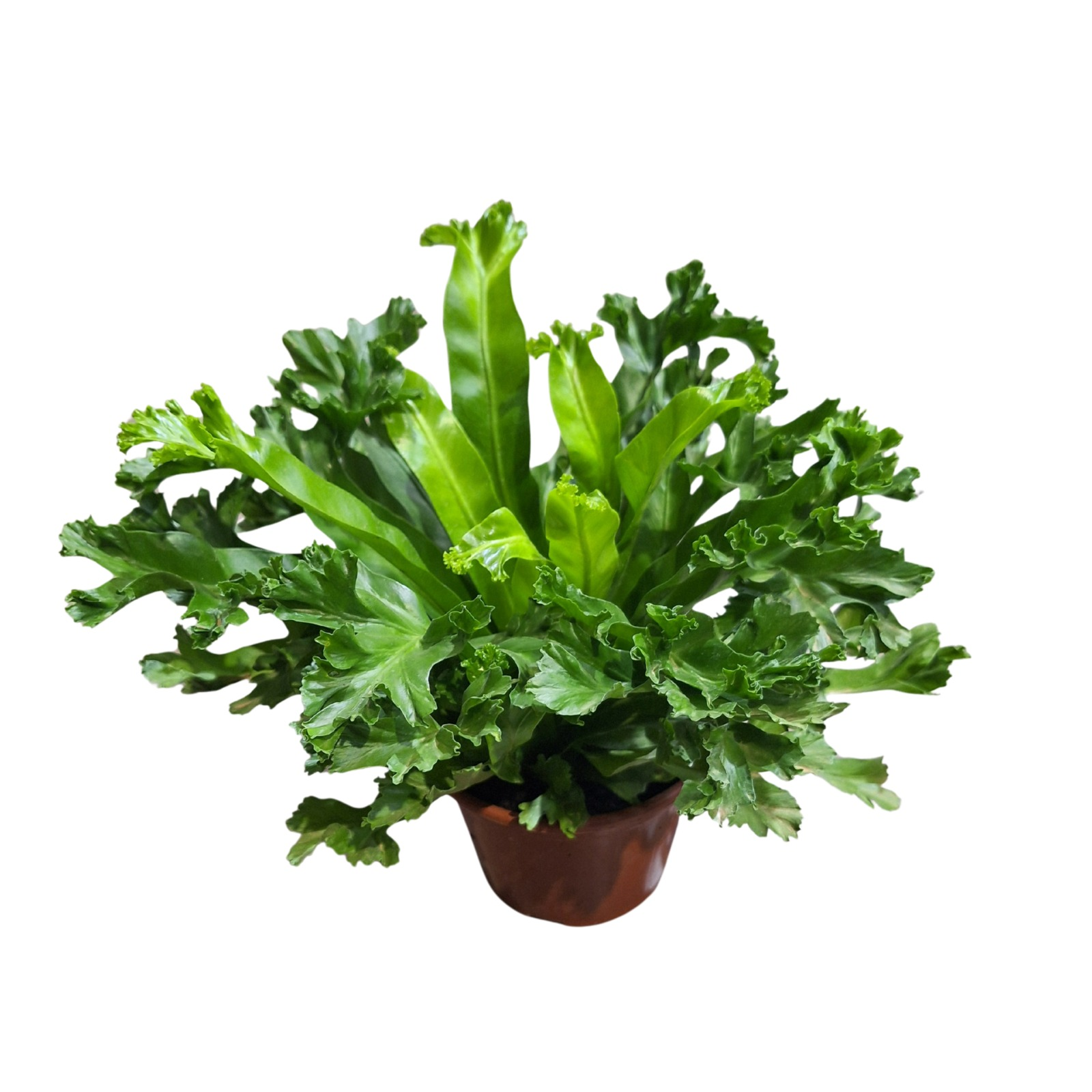 ASPLÊNIO LESLIE (Asplenium antiquum 'Leslie') - Pote 15 - Rebrotar Plantas