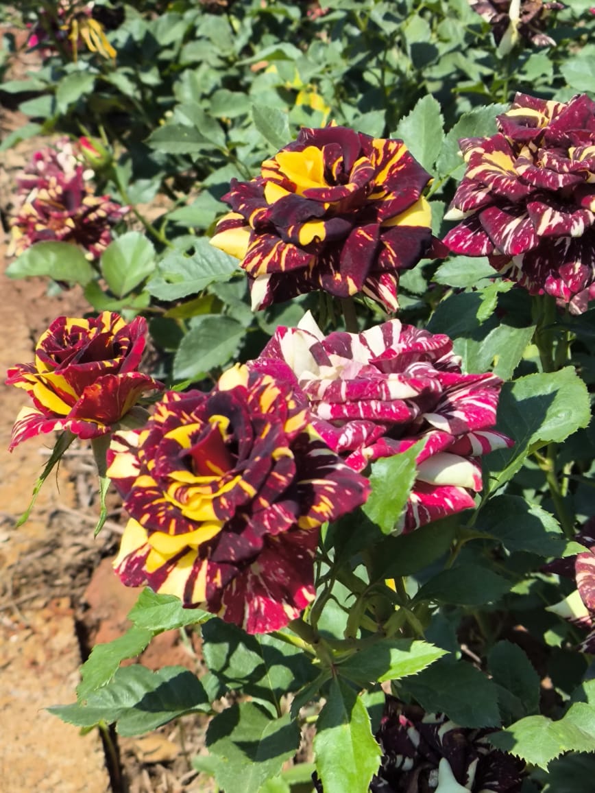 ROSA ABRACADABRA (Rosa hocus pocus) - Rebrotar Plantas
