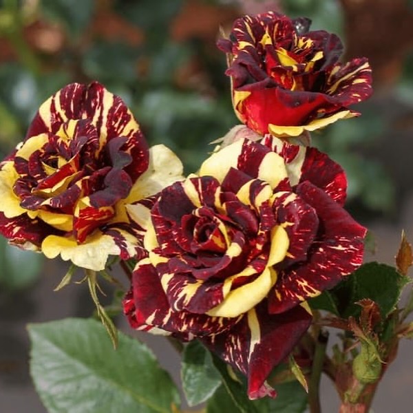 ROSA ABRACADABRA (Rosa hocus pocus) - Rebrotar Plantas