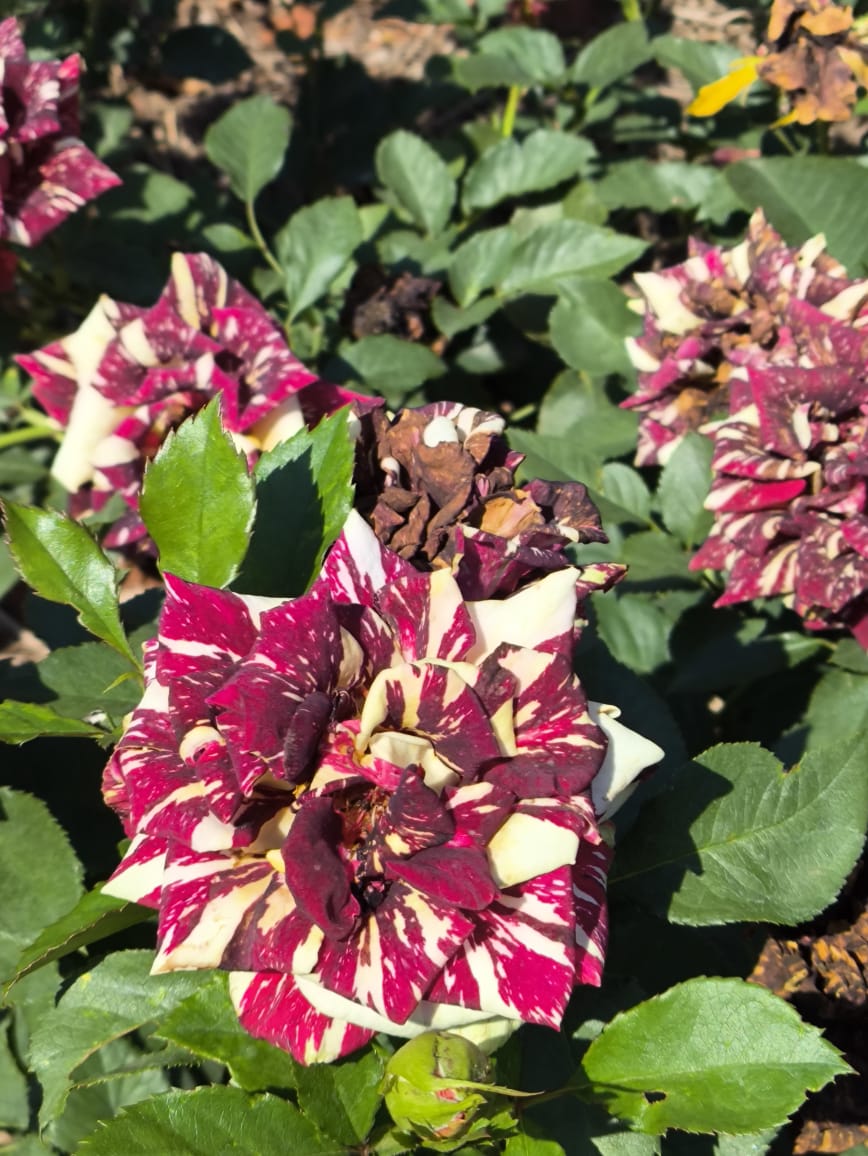 ROSA ABRACADABRA (Rosa hocus pocus) - Rebrotar Plantas