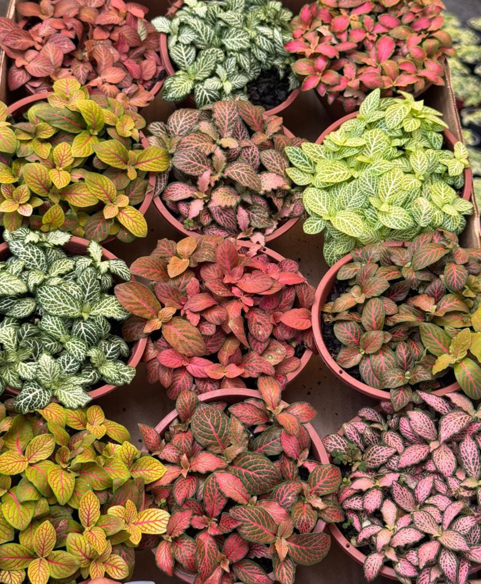 FITONIA (Fittonia albivenis) - Cuia 13 - Rebrotar Plantas