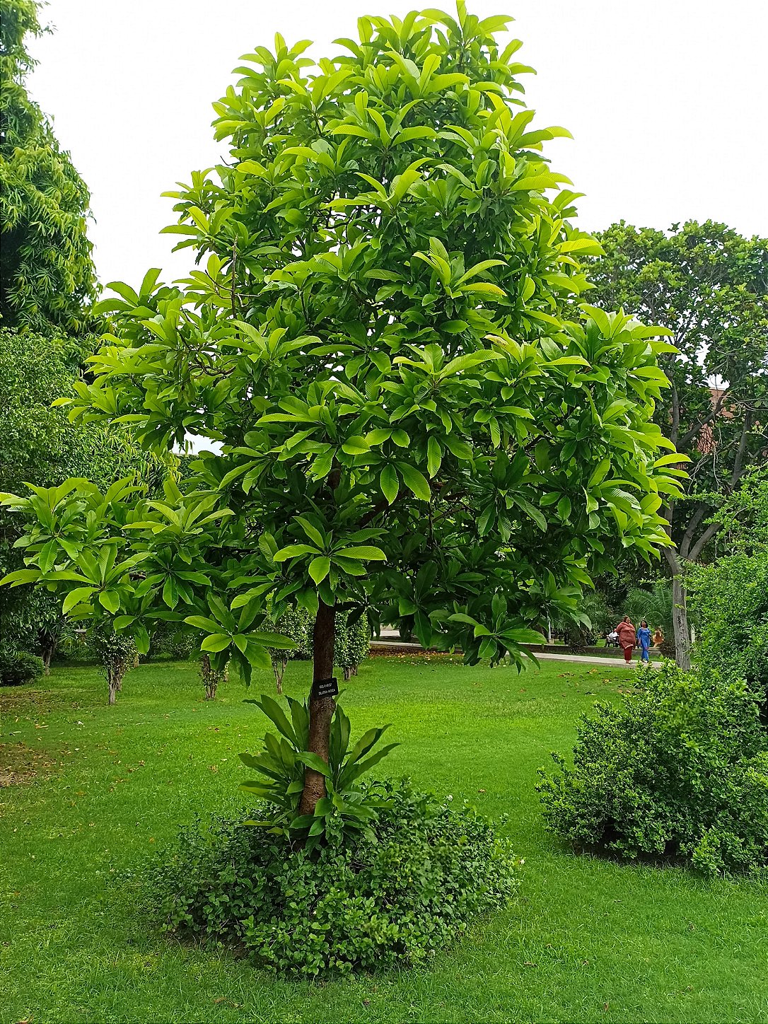 MAÇÃ DE ELEFANTE (Dillenia indica) - Muda com até 1,20m - Rebrotar Plantas