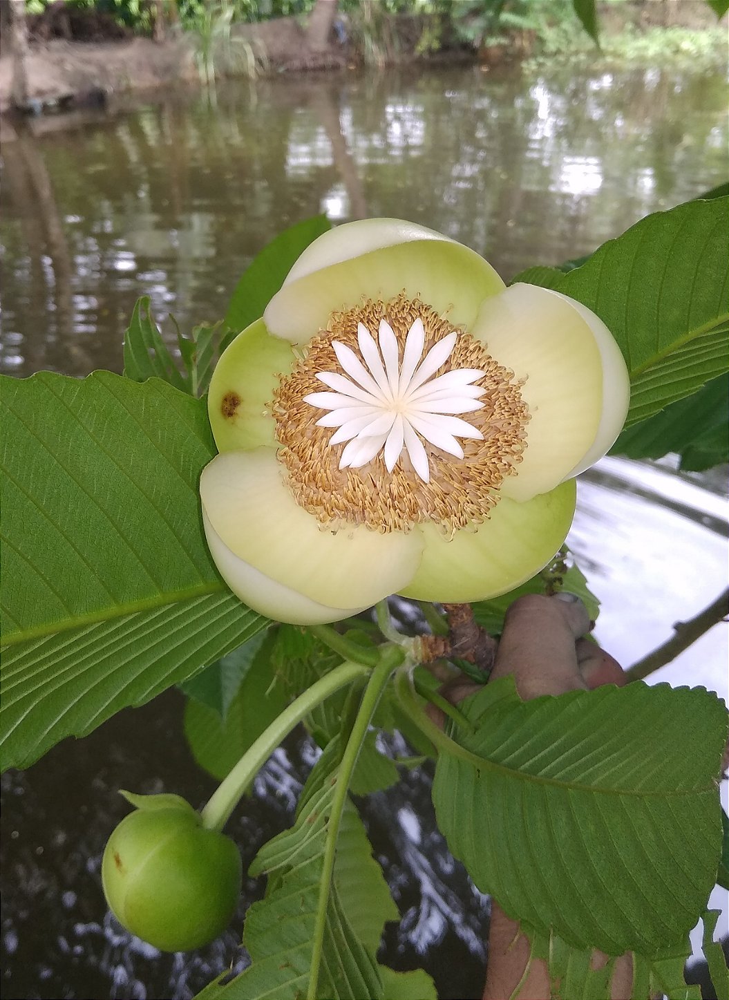 MAÇÃ DE ELEFANTE (Dillenia indica) - Muda com até 1,20m - Rebrotar Plantas
