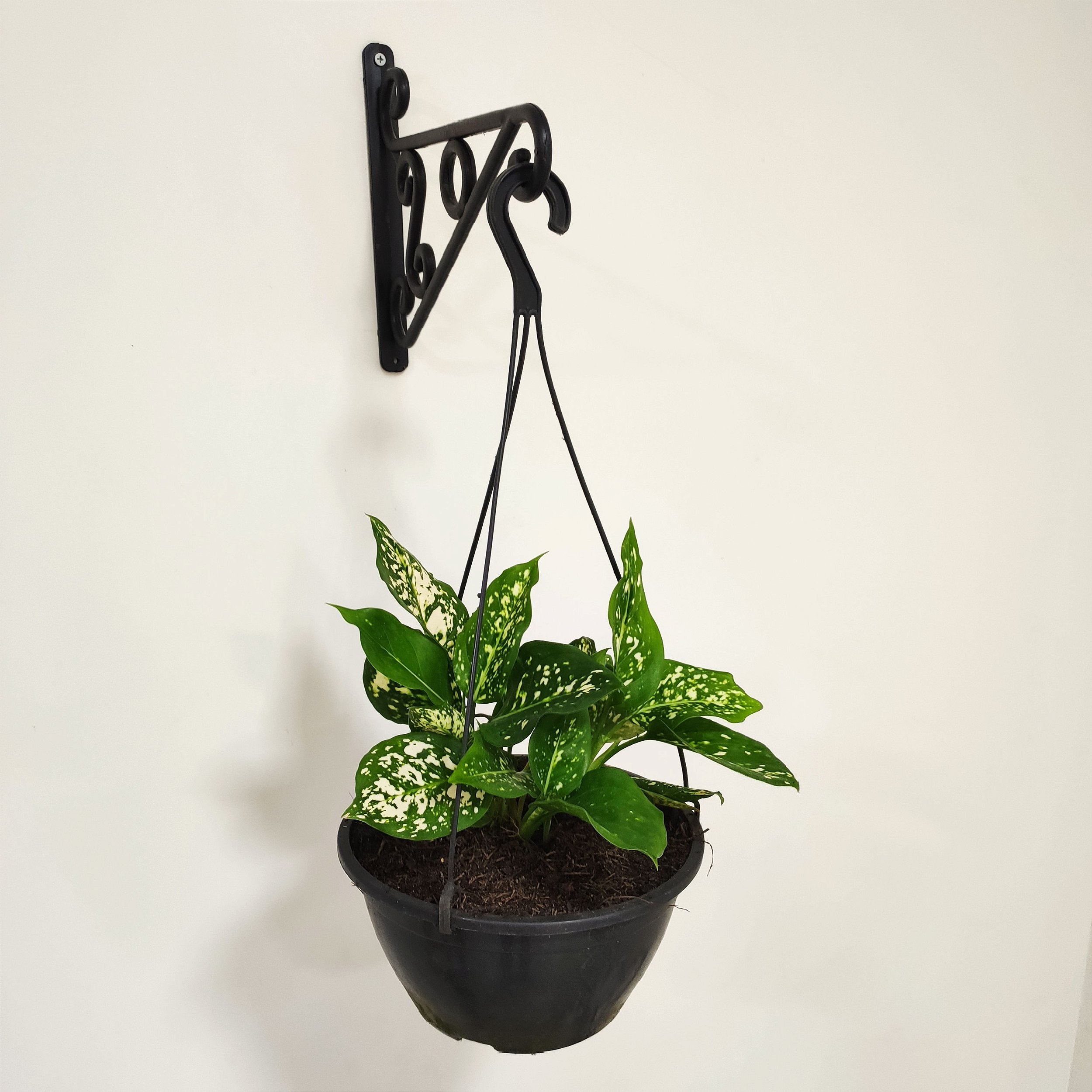 02 MUDA Aglaonema Snow - Aglaonema Neve Da Montanha - Flora Évora