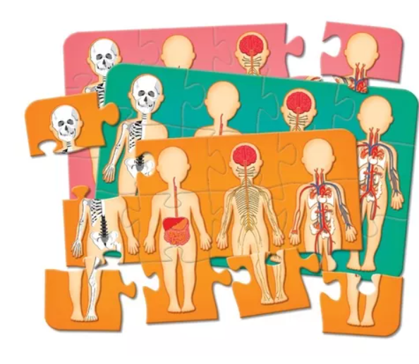 Jogo do Corpo Humano - A Educacional Brinquedos E Inclusão Social