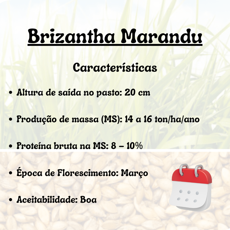 Semente Marandu - Facholi - Agrovesso - A loja do campo e da cidade.