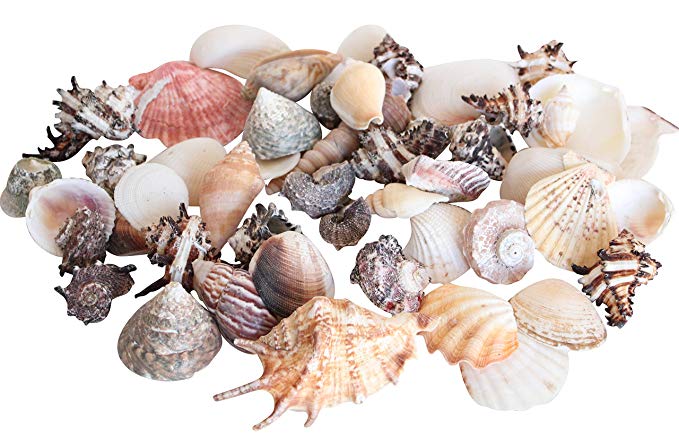 Kit de Conchas e Caracóis do Mar (150g) - Relaxar e Meditar