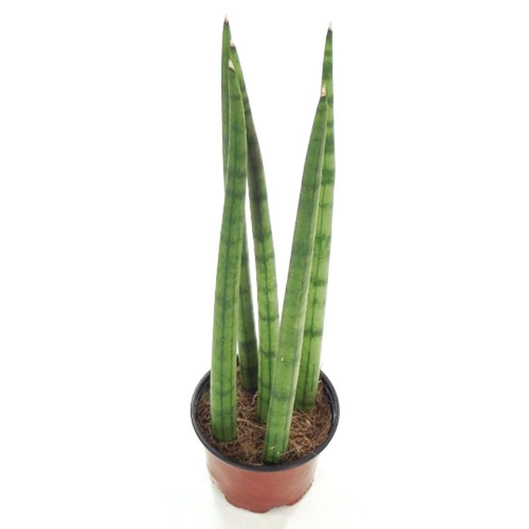 Planta Lança de São Jorge Reta (Pequena) - Relaxar e Meditar