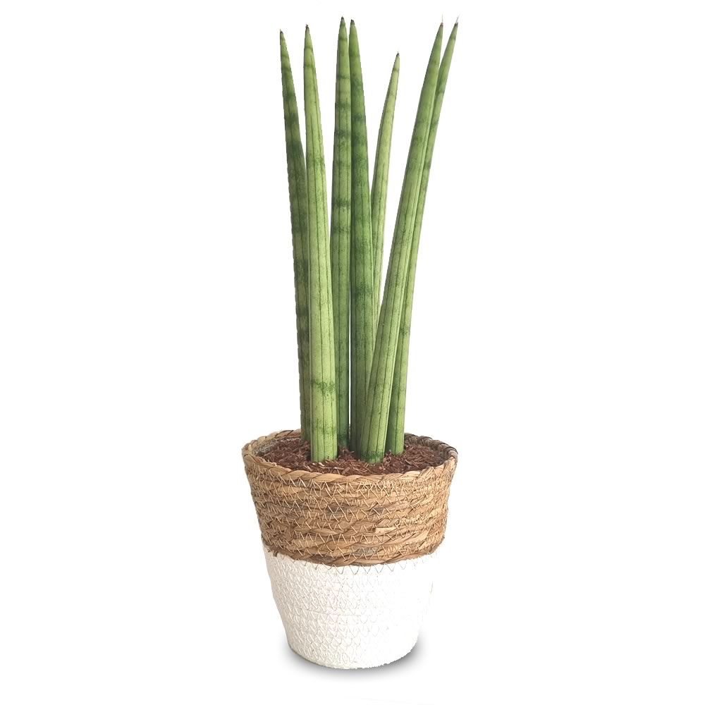 Cachepot Palha com Lança de São Jorge Reta (Média) - Relaxar e Meditar