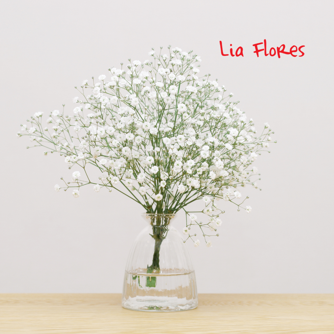 Gypsophila Branco (Mosquitinho Branco) - Flores Delicadas para Arranjo ...