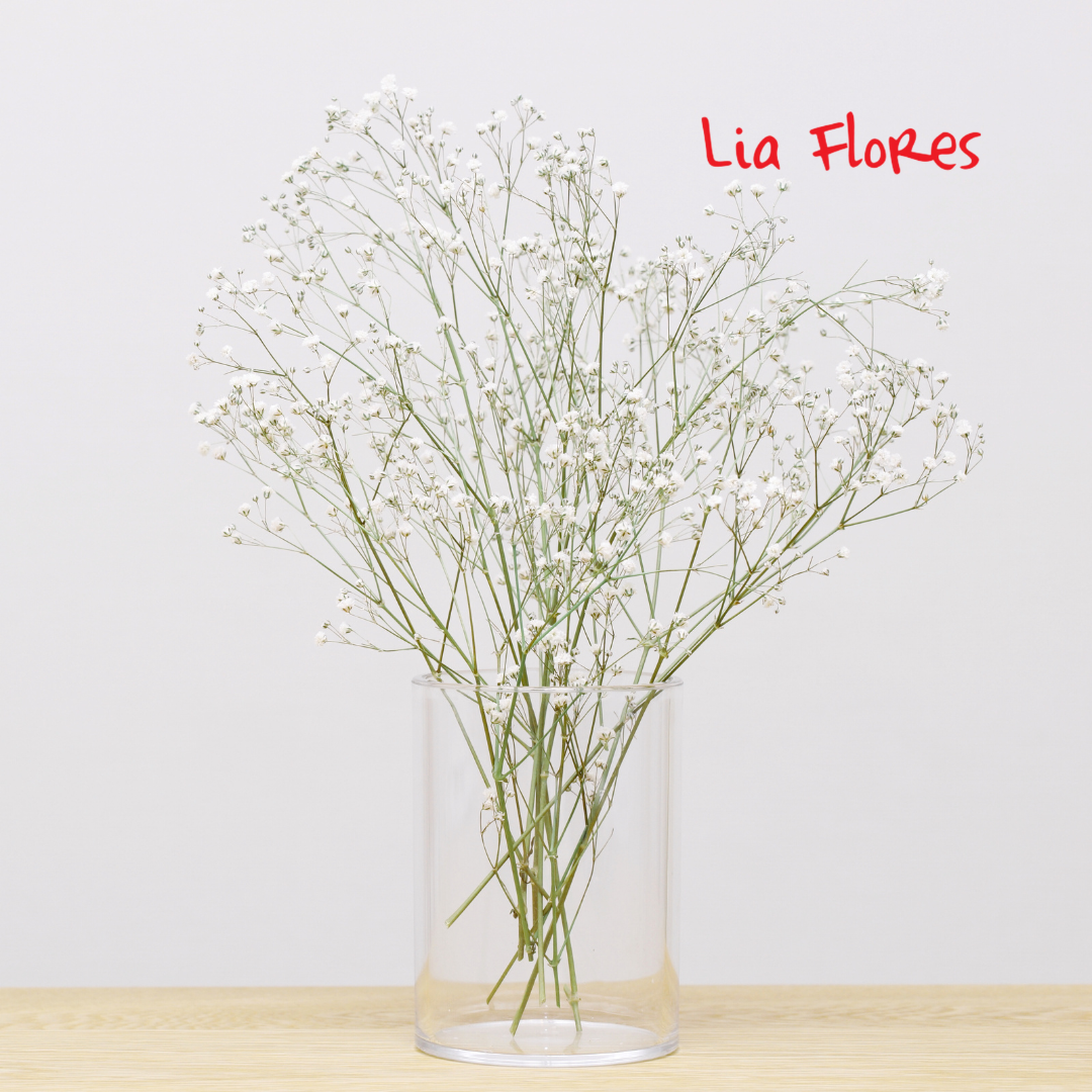 Gypsophila Branco (Mosquitinho Branco) - Flores Delicadas para Arranjo ...
