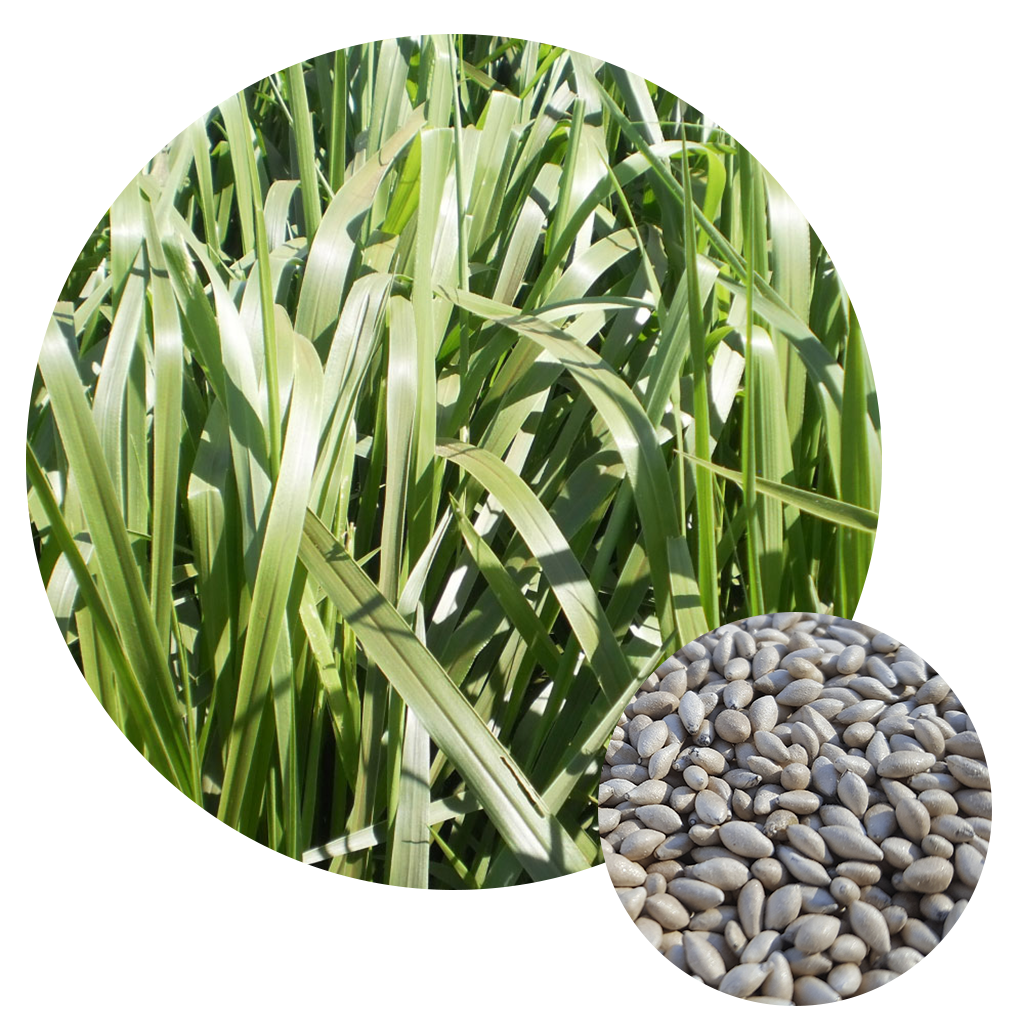 Capim Brizantha - Agro Mancha Verde