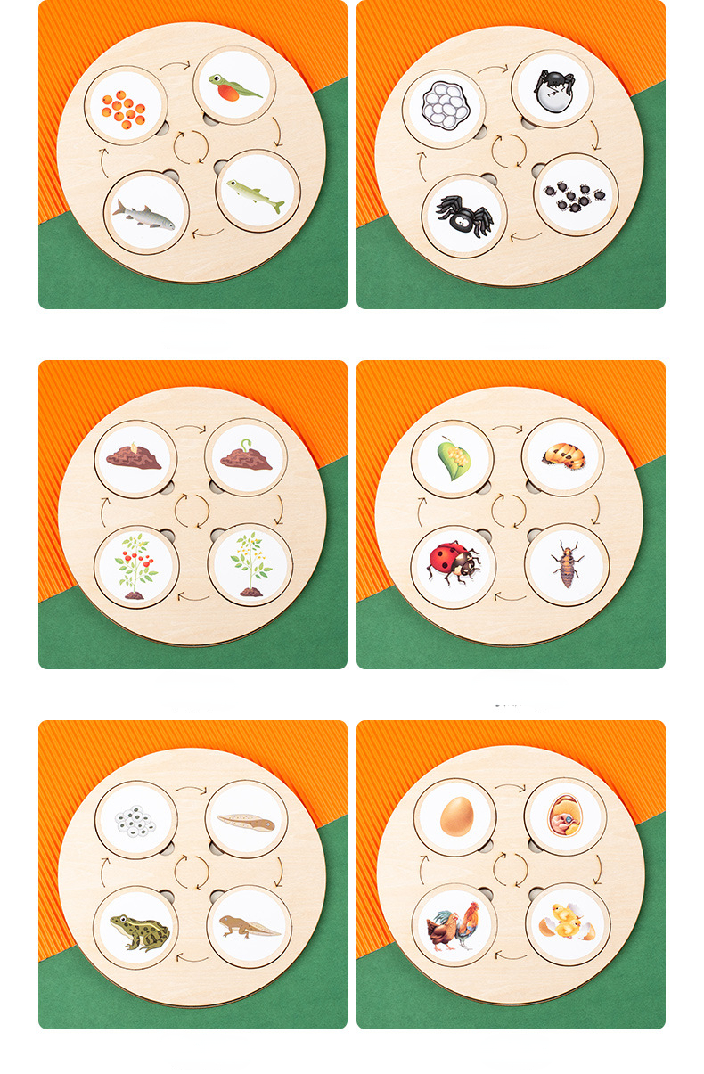 Bandeja ciclos de vida - Quero pra Mim® - Brinquedos educativos criativos