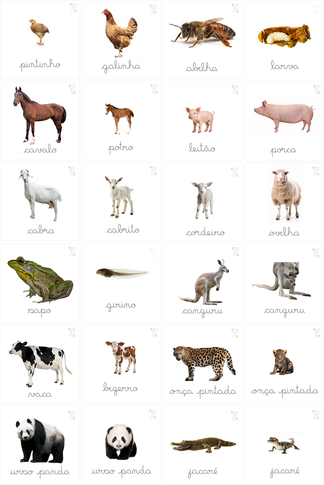 Flashcards Família dos Animais - Quero pra Mim® - Produtos inspirados ...