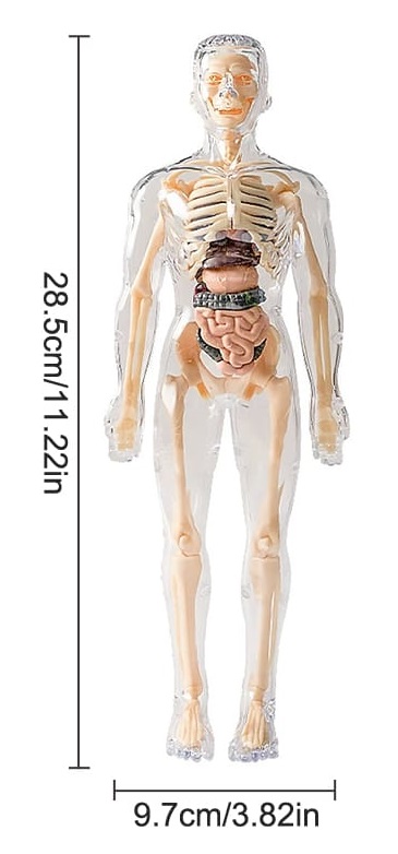 Boneco Anatômico 3D com Órgãos Removíveis - Modelo Corpo Humano - Quero ...