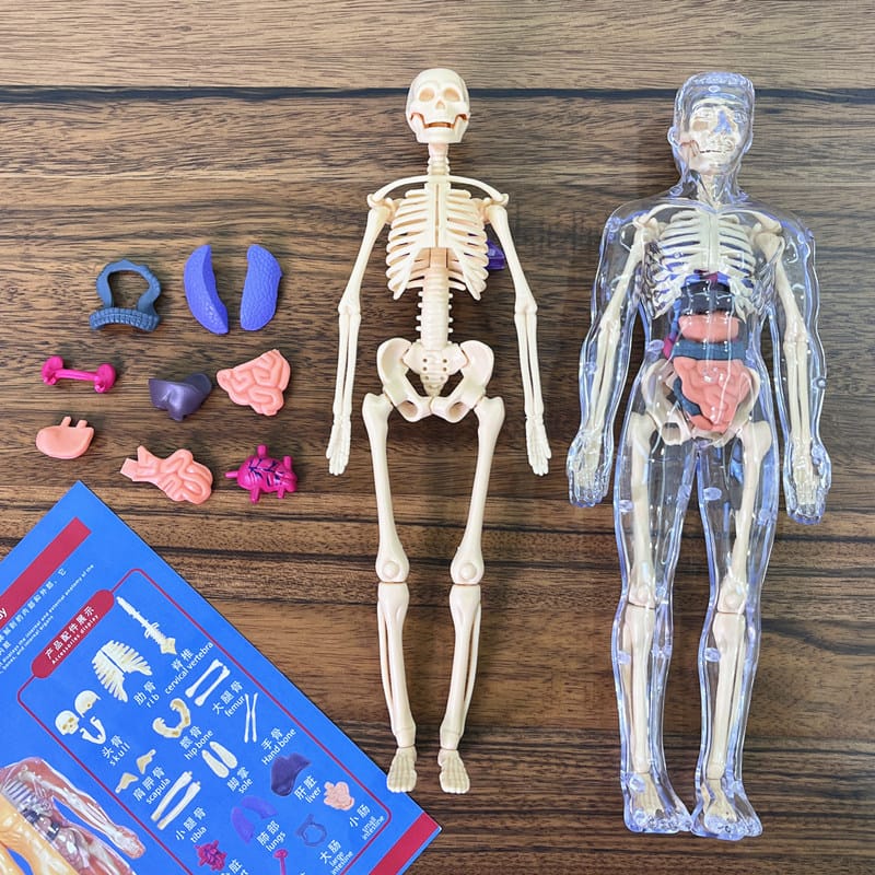 Boneco Anatômico 3D com Órgãos Removíveis - Modelo Corpo Humano - Quero ...