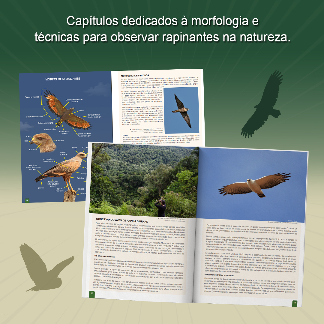 Livro Aves de Rapina do Brasil: todas as espécies - Loja Planeta Aves
