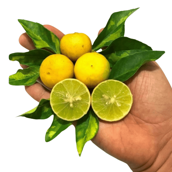 Limão Galego Enxertado – Muda Frutífera Rústica e Produtiva - Cia das ...