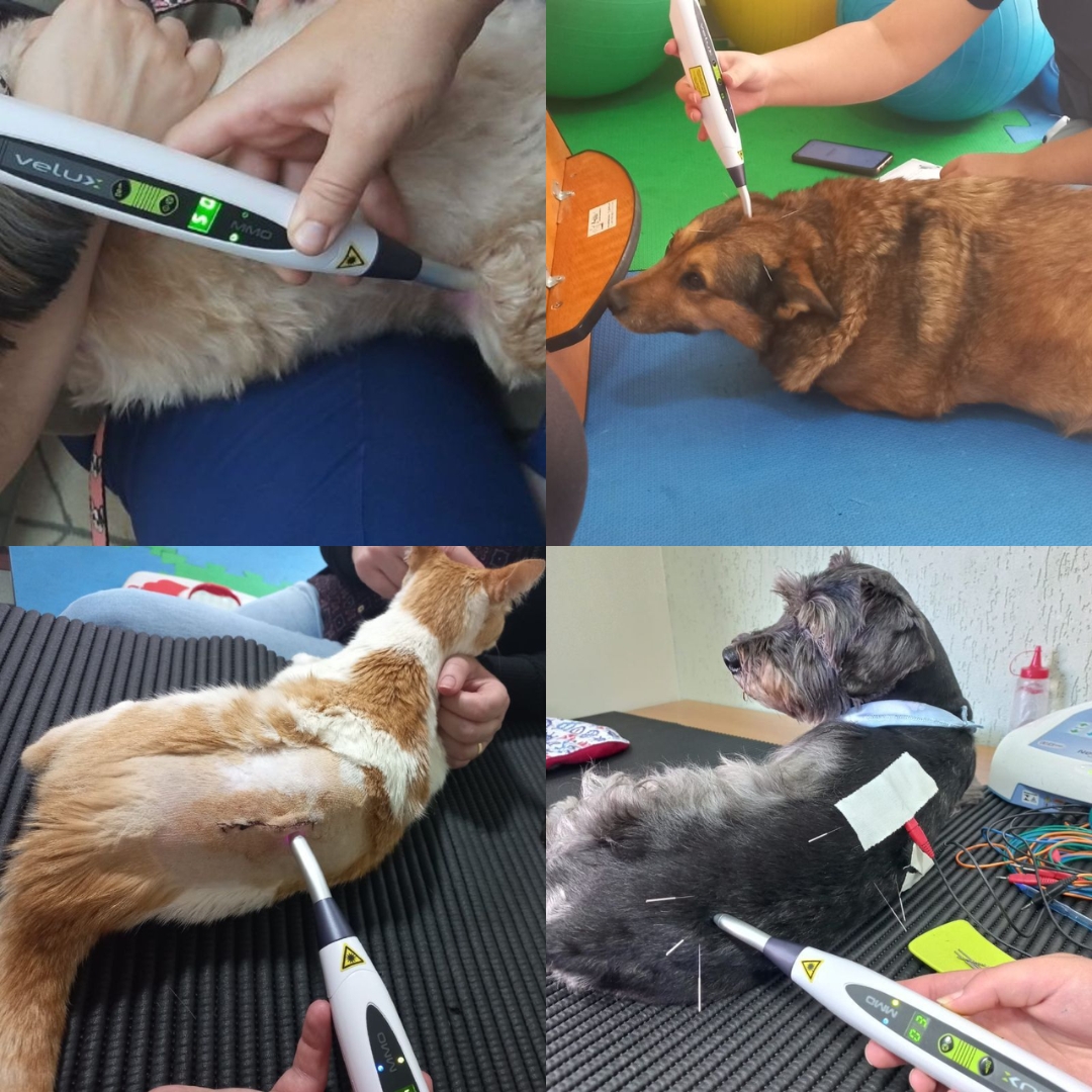 Aparelho Laserterapia para Uso Veterinário Velux MMOptics - Odonto ...