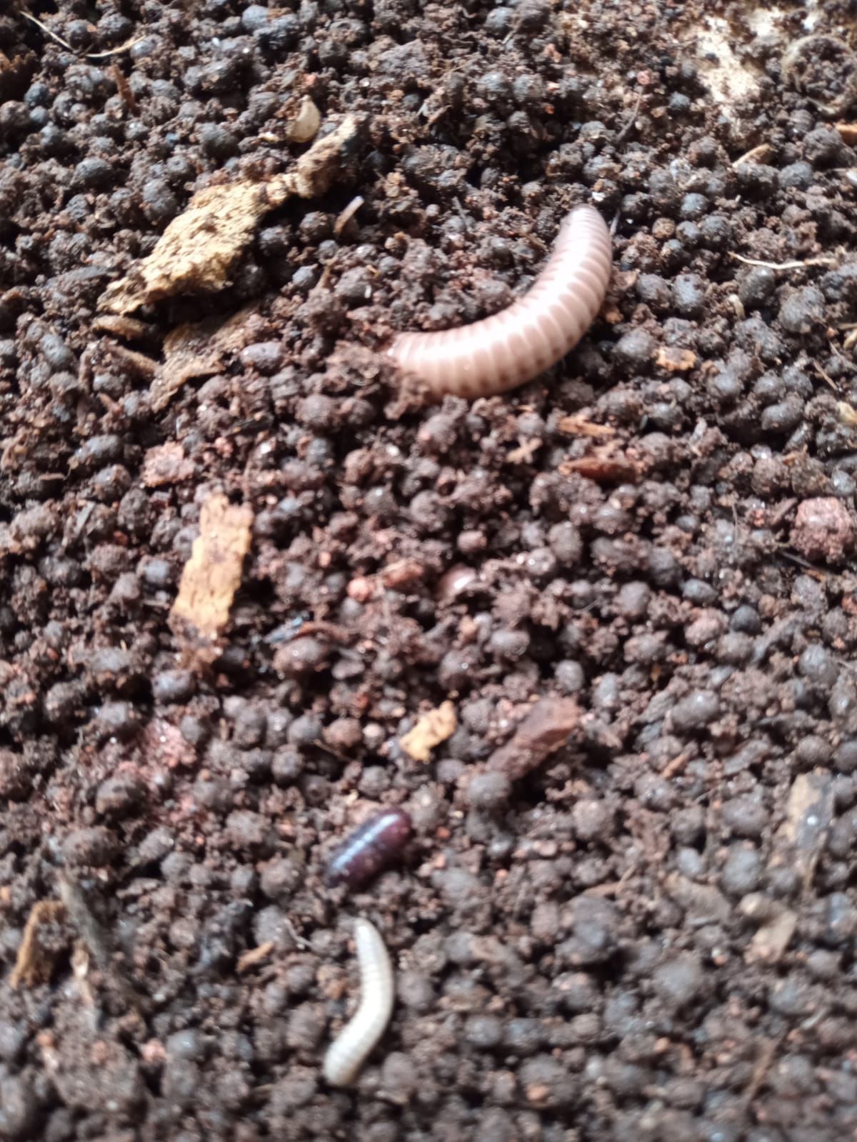 Gongolo para compostagem - Minhocas Compostagem e Pesca