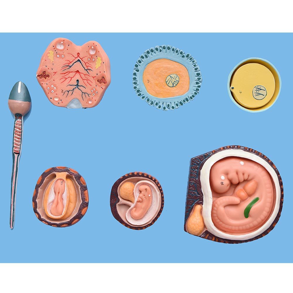 Modelo Anatômico Da Fertilização Humana E Desenvolvimento Embrionário