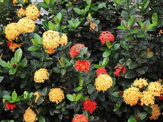 Ixora midi, Ixora-chinesa, Alfinete-gigante, Ixora-vermelha, Ixória ...