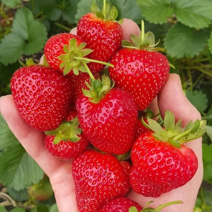 Sementes de Morango Sensação (Fragaria vesca) Frutos Grandes - Garden ...