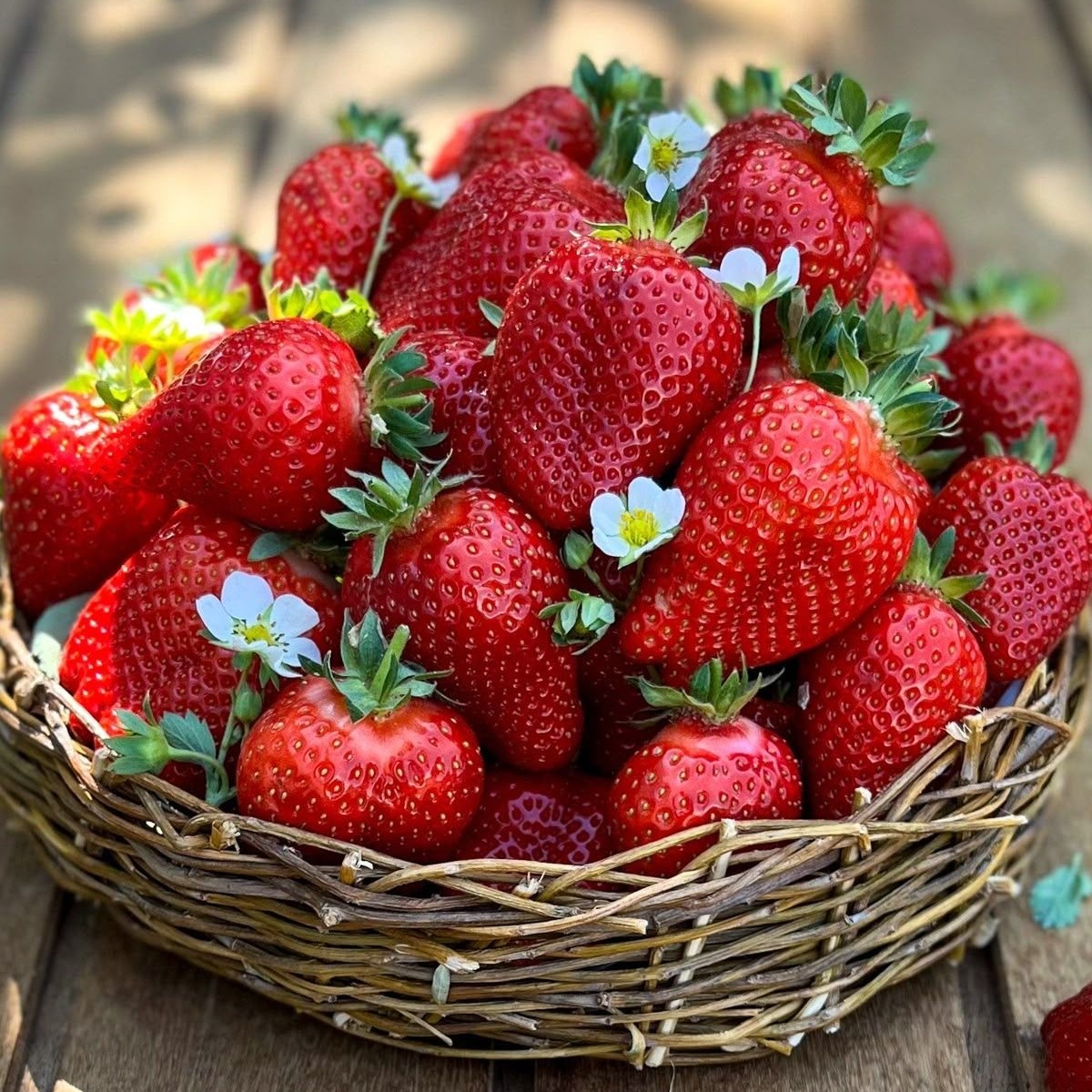 Sementes de Morango Sensação (Fragaria vesca) Frutos Grandes - Garden ...