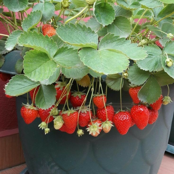 Sementes de Morango Sensação (Fragaria vesca) Frutos Grandes - Garden ...