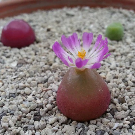 Sementes de Conophytum burgeri (10 sementes) - Garden Mania Sementes e ...