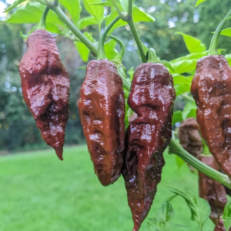 Sementes de Pimenta Bhut Jolokia Chocolate Ghost - 3ª mais forte do ...