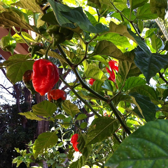 Sementes de Pimenta Trinidad Moruga Scorpion – 2ª Mais Forte do Mundo ...