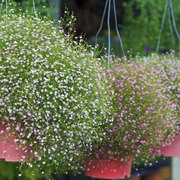 Sementes da Flor Mosquitinho Sortida (Gypsophila elegans) - Garden ...