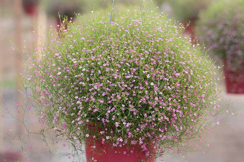 Sementes da Flor Mosquitinho Sortida (Gypsophila elegans) - Garden ...
