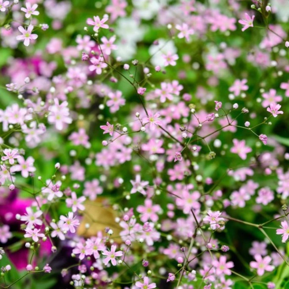 Sementes da Flor Mosquitinho Sortida (Gypsophila elegans) - Garden ...