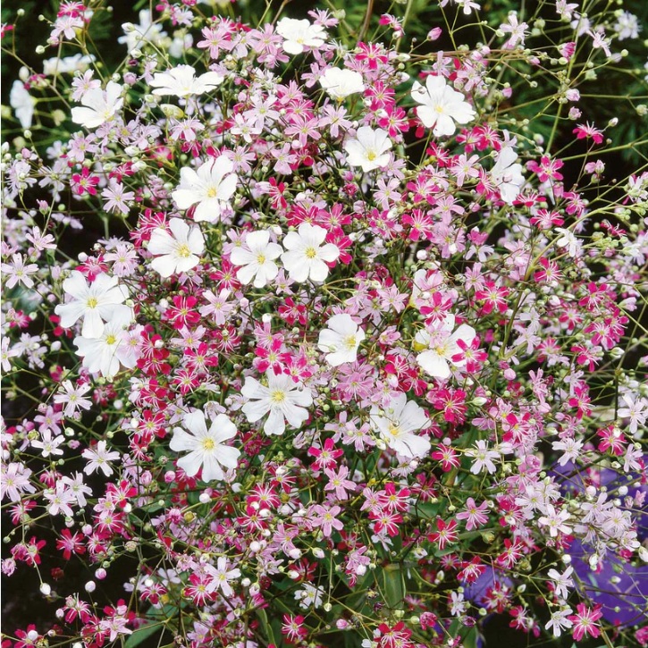 Sementes da Flor Mosquitinho Sortida (Gypsophila elegans) - Garden ...