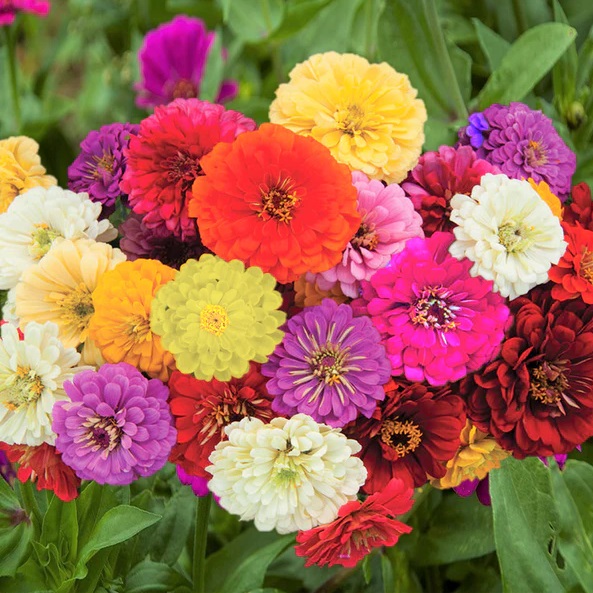 Sementes da Flor Zinia Dália Dobrada Sortida (Zinnia elegans) - Garden ...