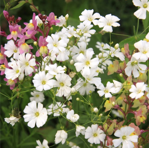 Sementes da Flor Mosquitinho Branco (Gypsophila elegans) - Garden Mania ...