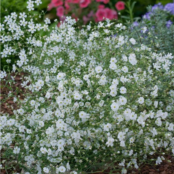 Sementes da Flor Mosquitinho Branco (Gypsophila elegans) - Garden Mania ...