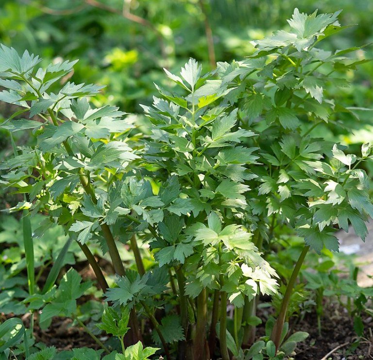 Sementes de Levístico (Levisticum officinale) - Garden Mania Sementes e ...