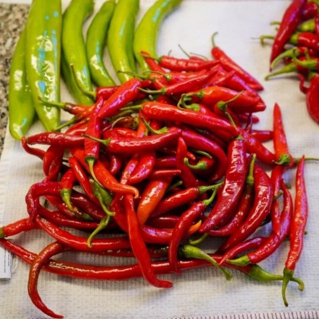 Sementes de Pimenta Caiena (Cayenne Pepper) – Capsicum frutescens ...
