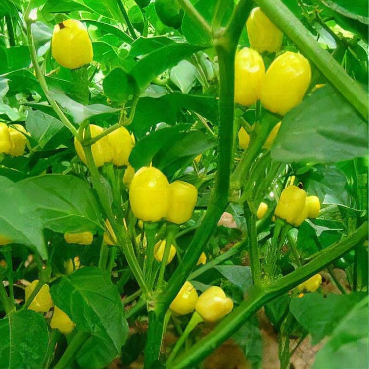 Sementes de Pimenta Cumari do Pará (Capsicum chinense) - Garden Mania ...