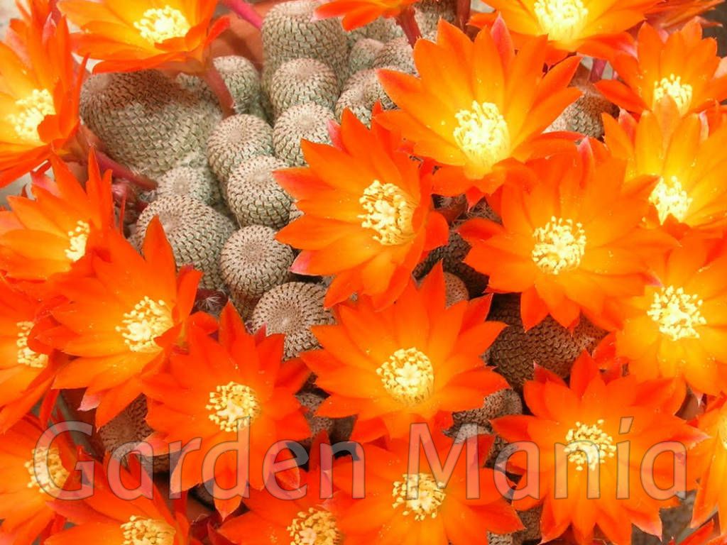 10 Sementes de Rebutia Mix - Garden Mania Sementes e Mudas - Loja Online
