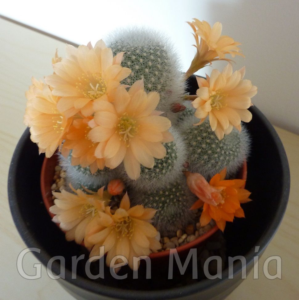 10 Sementes de Rebutia Mix - Garden Mania Sementes e Mudas - Loja Online
