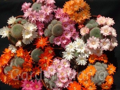 10 Sementes de Rebutia Mix - Garden Mania Sementes e Mudas - Loja Online